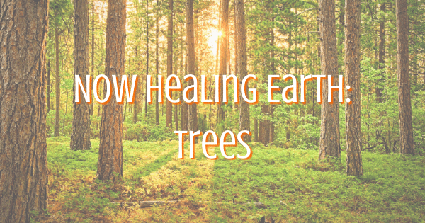 Now Healing Earth: Trees ⋆ Now Healing